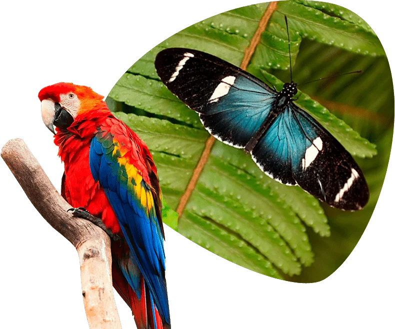 Mindo Canopy Adventure - Canopy en Mindo Ecuador